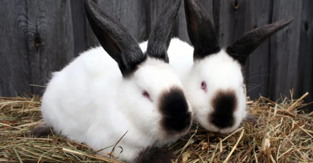 8 Rabbit Breeds That Bond With Everyone (And 8 That Pick One Person)