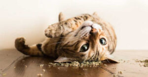 9 Do’s & 6 Don’ts Of Catnip Every Cat Parent Needs To Know