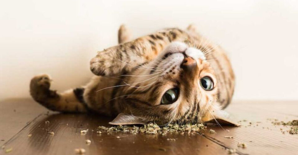 9 Do’s & 6 Don’ts Of Catnip Every Cat Parent Needs To Know