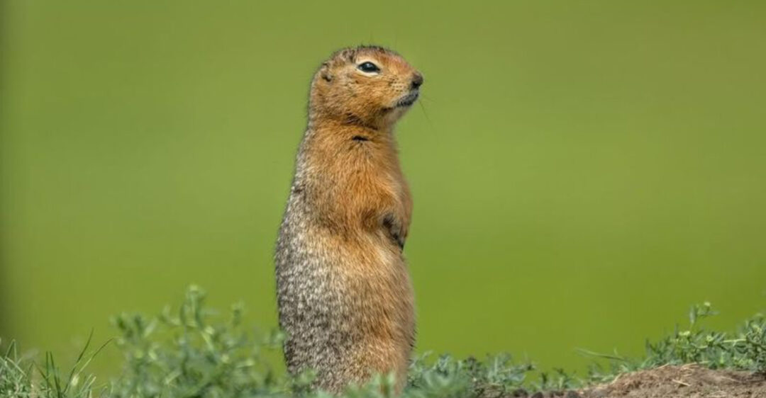 9 Mind-Blowing Animals That Survive Being Frozen