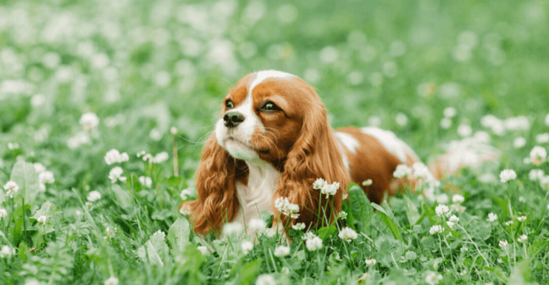 9 Sensitive Dogs That Fear Harsh Words (And 9 That Give Pure Love And ...