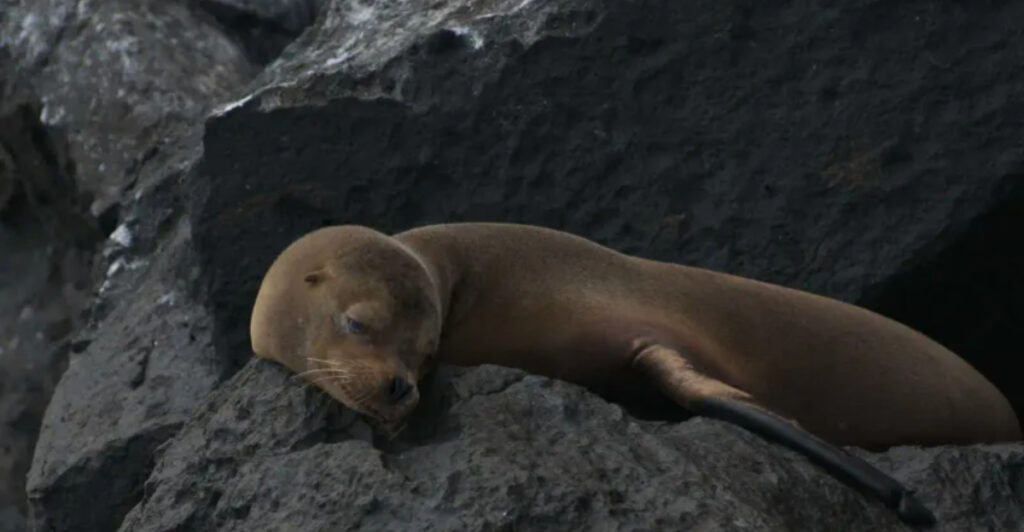 15 Amazing Animals Living In The U.S. Deserts