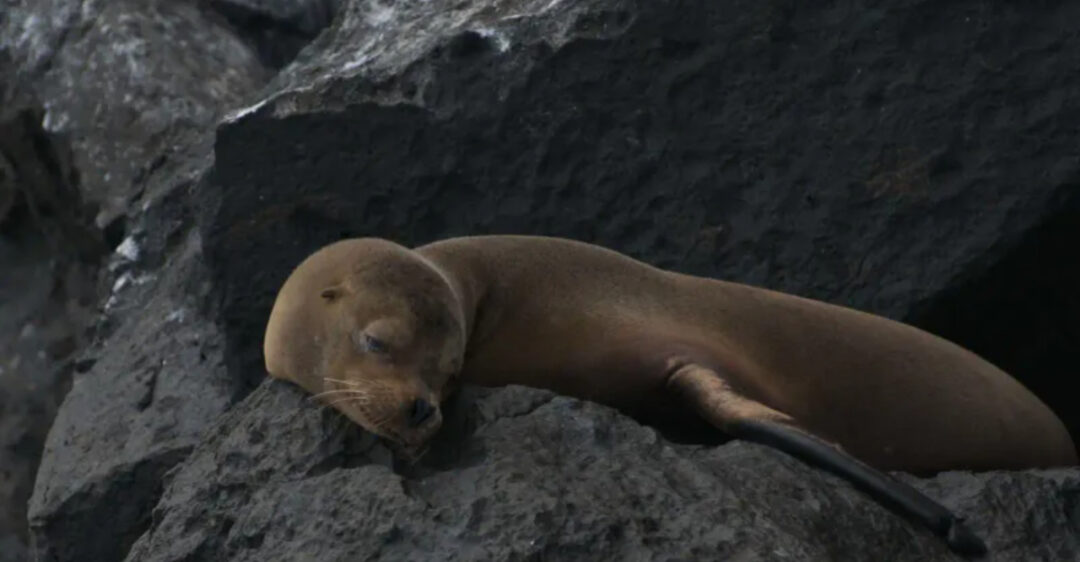 Animals That Sleep With One Eye Open