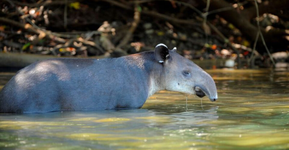 April 27 Is Tapir Day: 16 Wild Facts That Prove Tapirs Are Nature’s ...