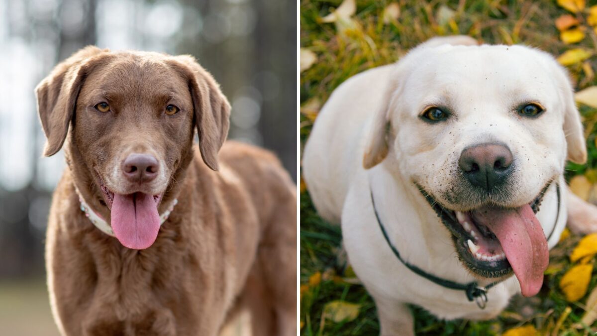 Have You Ever Seen The Adorable Japanese Sable?