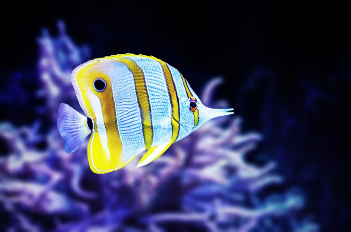 26 Colorful Fish Species Ranked By Beauty