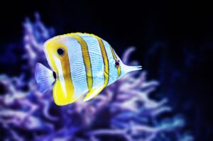 26 Colorful Fish Species Ranked By Beauty