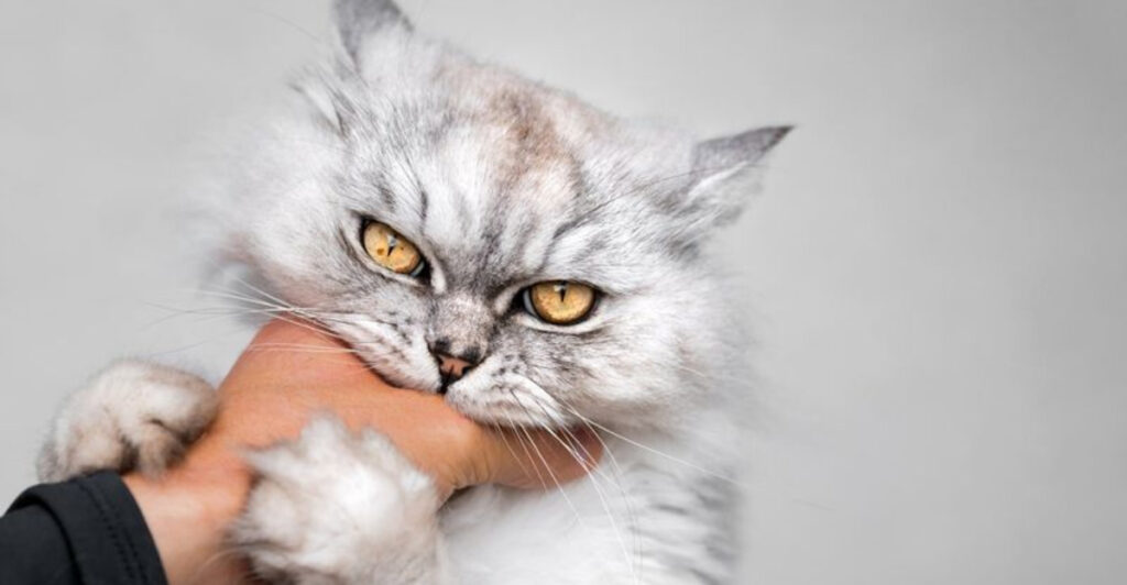Cats And Biting: 16 Reasons Why It Happens (And What You Can Do About It)