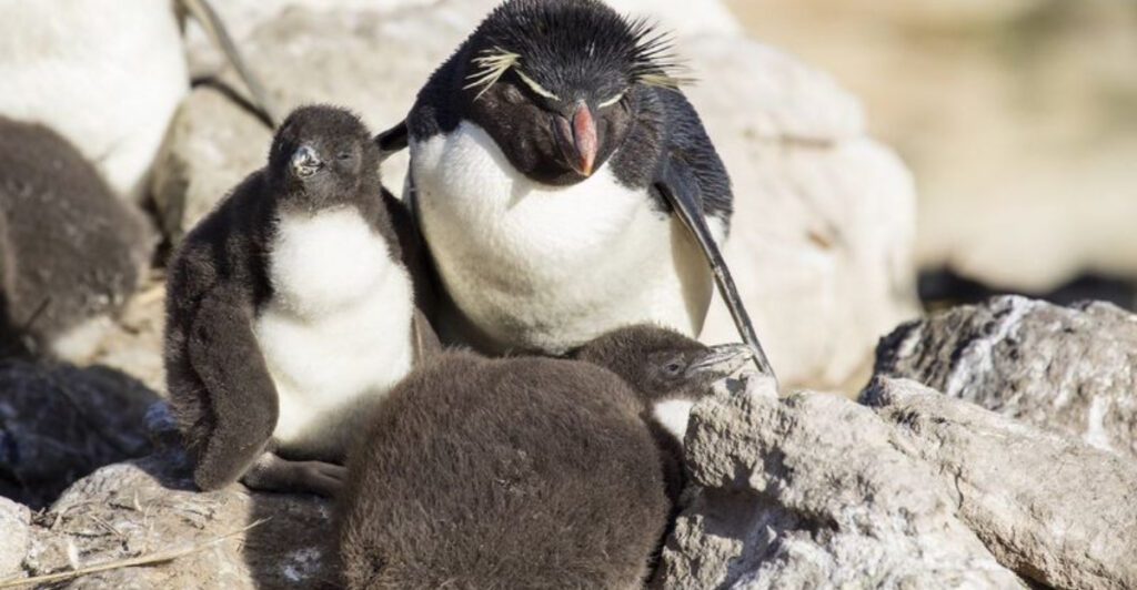 Celebrate World Penguin Day By Exploring How 13 Different Species Raise ...