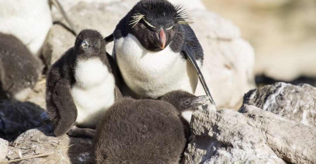 Celebrate World Penguin Day By Exploring How 13 Different Species Raise ...