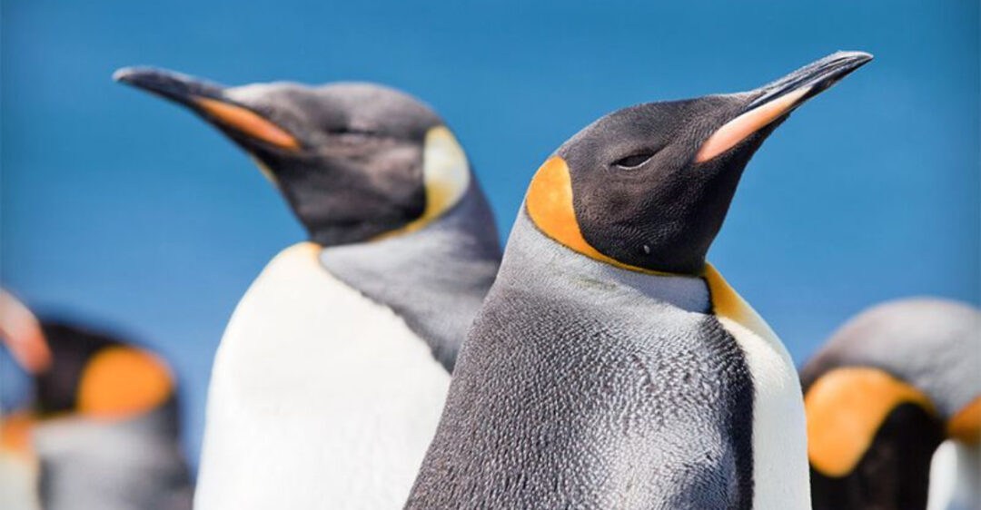 Celebrate World Penguin Day By Ranking All 18 Penguin Species From ...