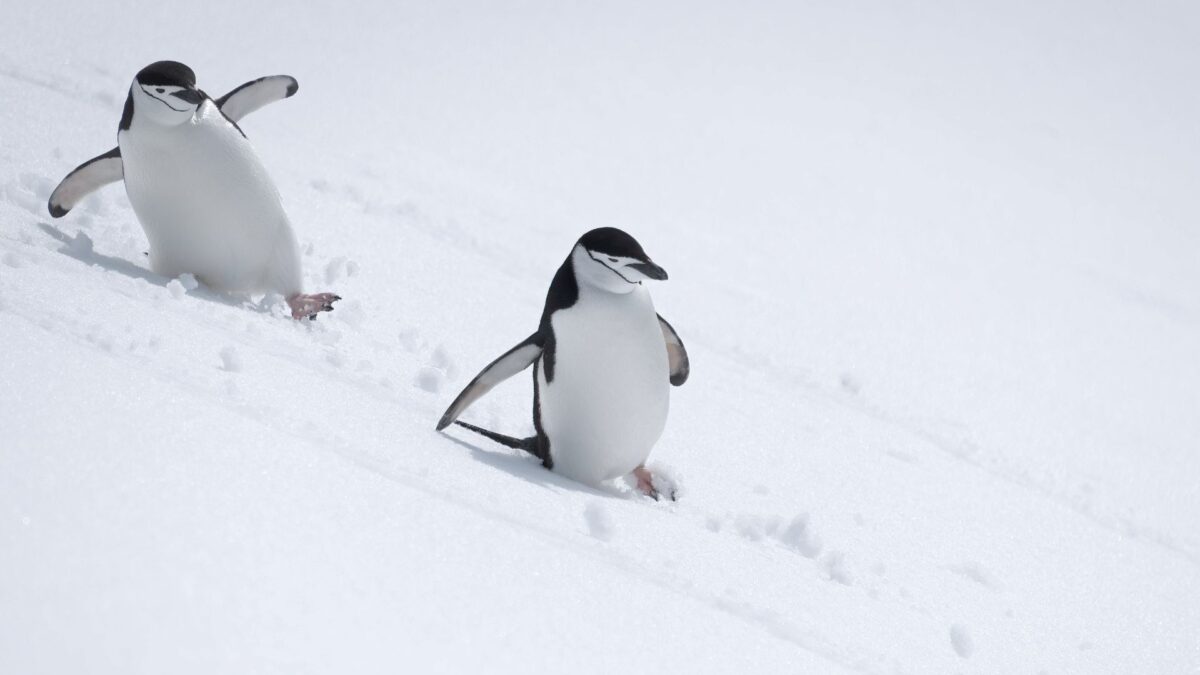 15 Small Animals With Surprising Strength