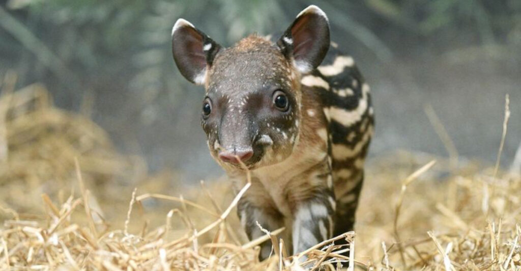 Celebrate World Tapir Day With 15 Fun Facts About Baby Tapirs
