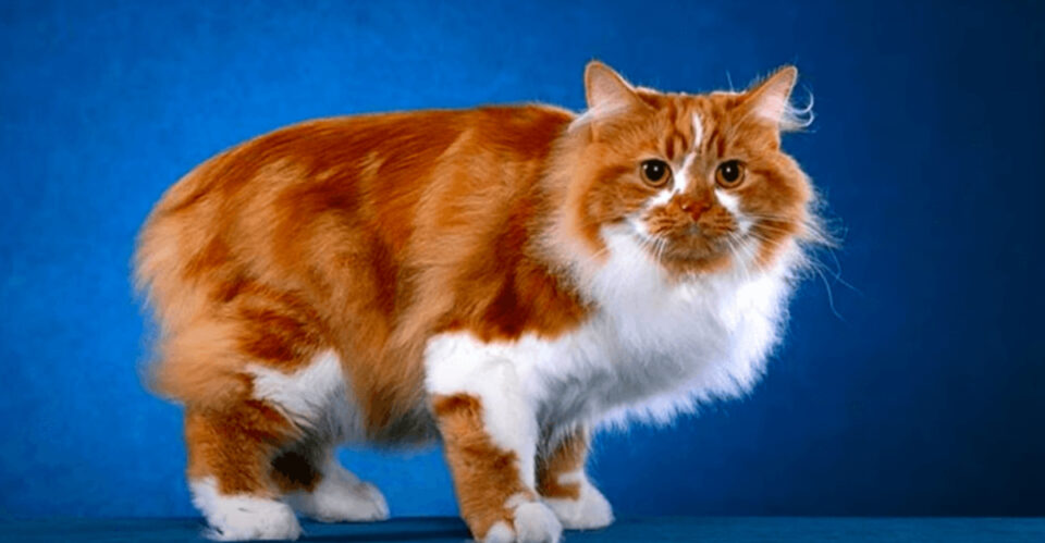 Cymric Cats: 12 Intriguing Things That Make Them Stand Out