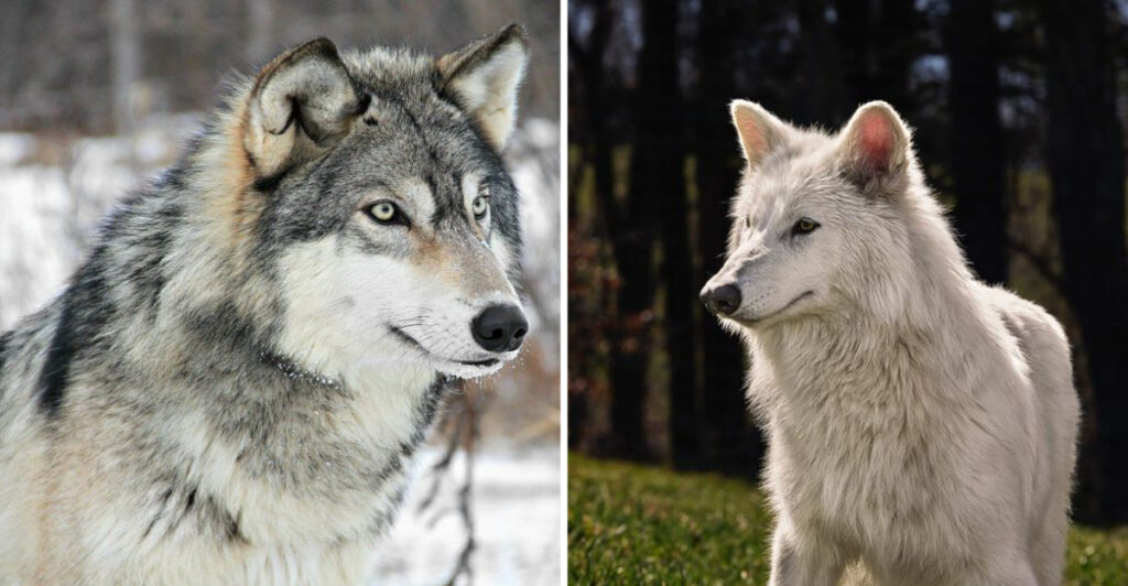 Dire Wolf Vs. Gray Wolf: 12 Key Features Between These Two Species