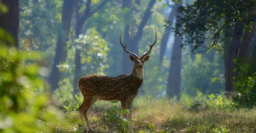 Discover 15 Types Of Hoofed Animals (And Why They Have Them)