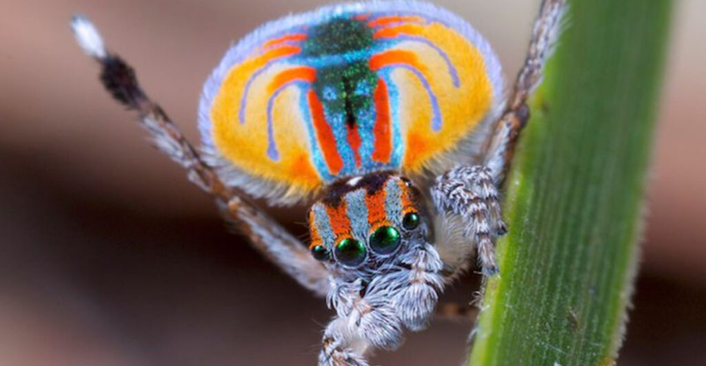 Explore 14 Of America’s Most Colorful And Vibrant Spiders