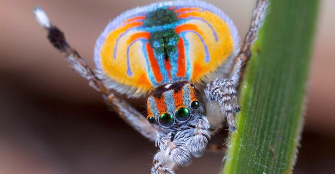 Explore 14 Of America’s Most Colorful And Vibrant Spiders