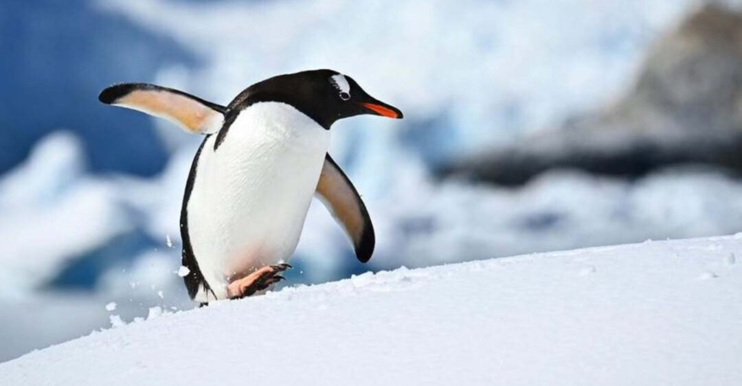Happy World Penguin Day! Here Are 16 Cool Facts You Probably Didn’t Know