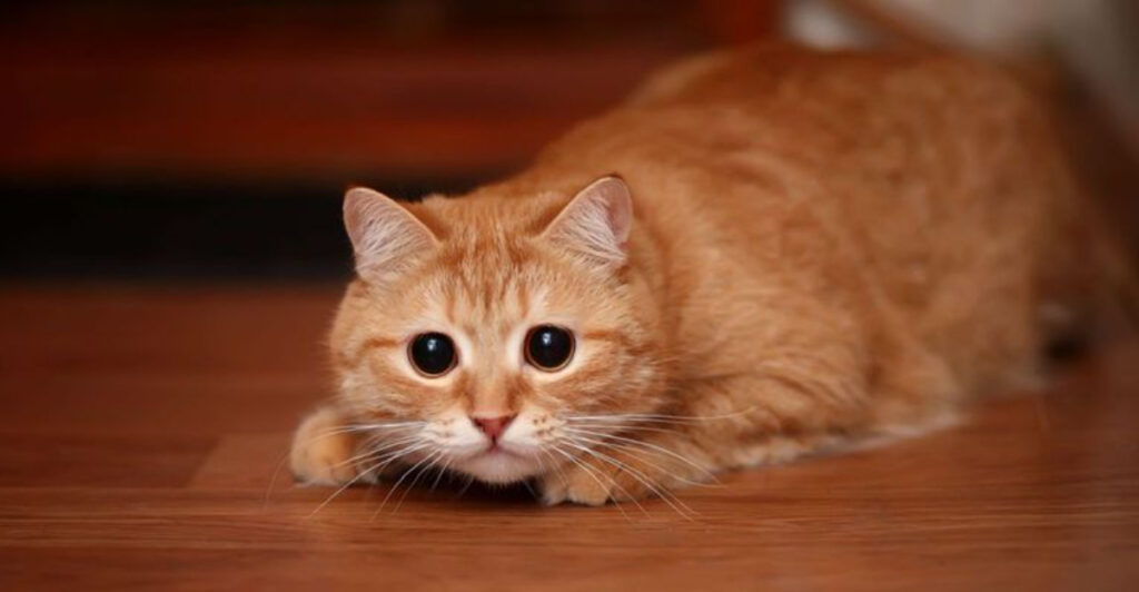 How Cats Subtly Show They’re Scared: 15 Signs To Look For