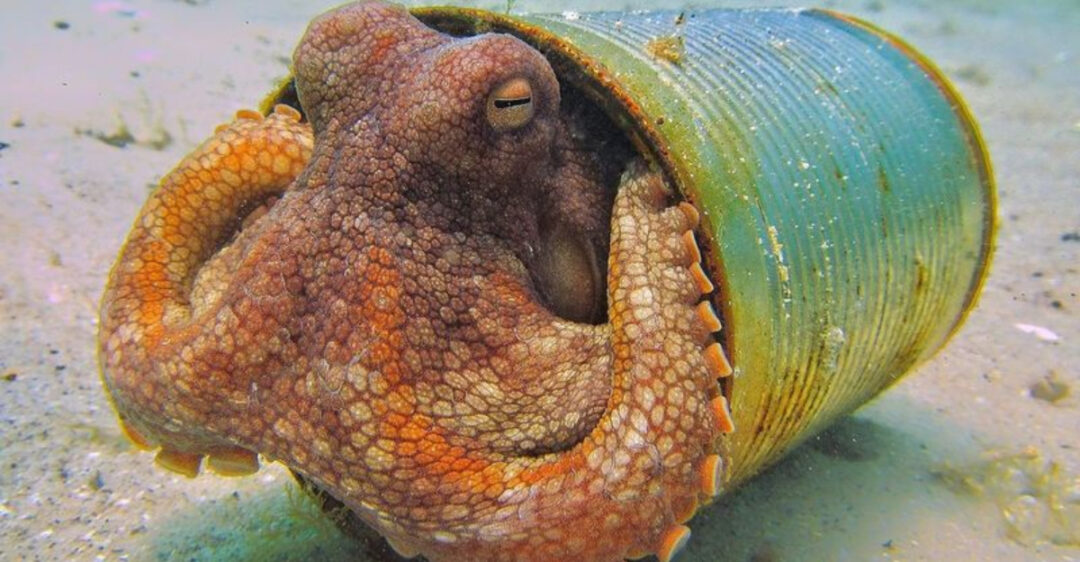 How These 16 Resilient Animals Bounce Back From Catastrophes