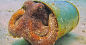 How These 16 Resilient Animals Bounce Back From Catastrophes