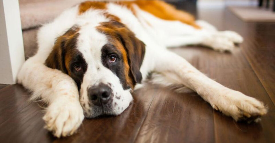 How To Help A Nervous Rescue Dog Gain Confidence