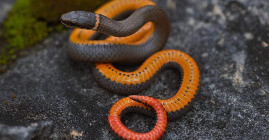 8 Of The World’s Most Elusive And Rare Snakes