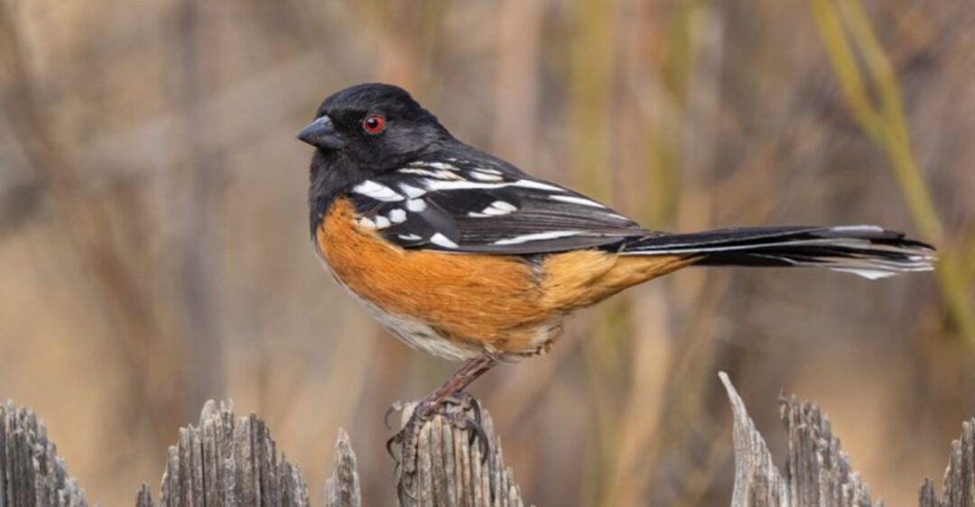 How To Identify A Spotted Towhee