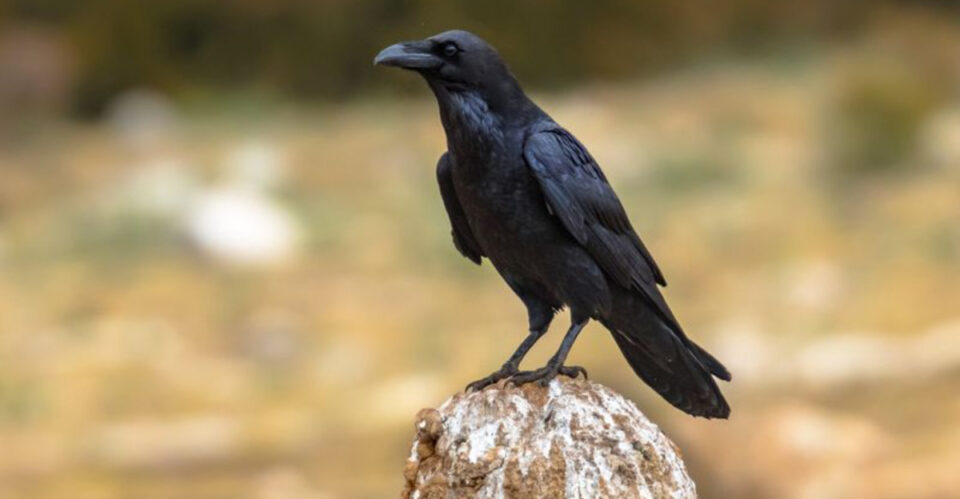 How To Tell The Difference Between Crows And Ravens