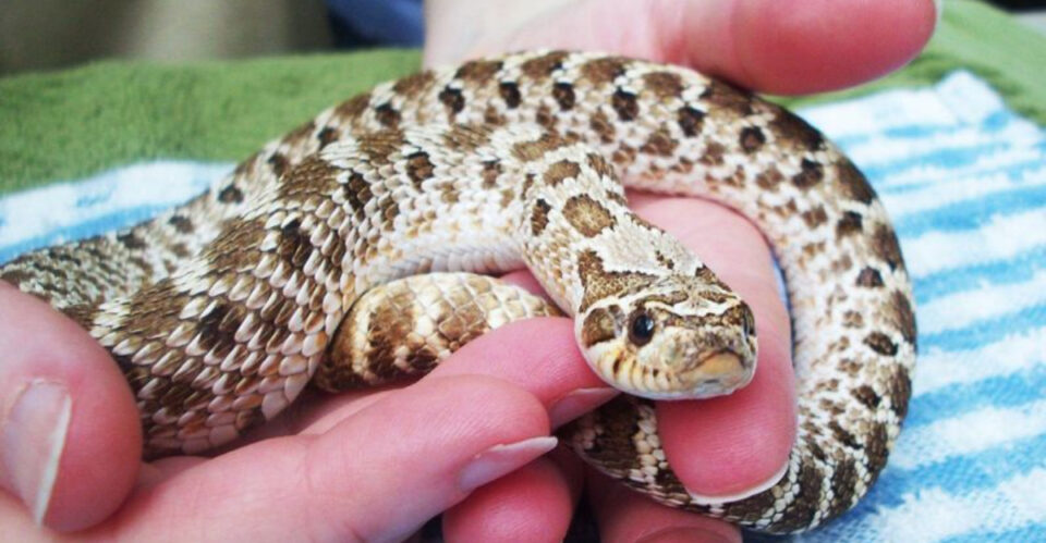 Is The Hognose Snake Right For You? 14 Surprising Facts About This ...