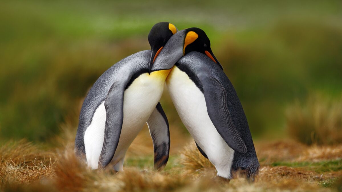 It’s World Penguin Day - Let’s Talk About Surprising Ways Penguins Show ...