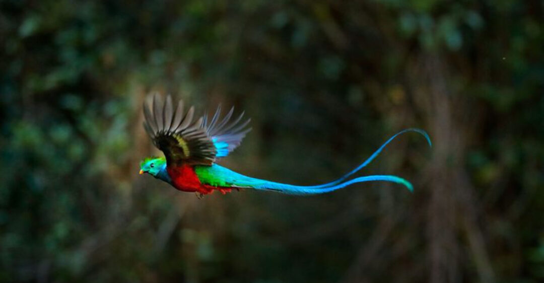 List Of 14 Multi-Colored Animals Too Pretty To Be Real