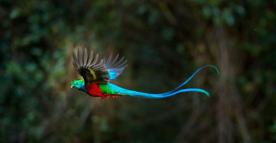 List Of 14 Multi-Colored Animals Too Pretty To Be Real