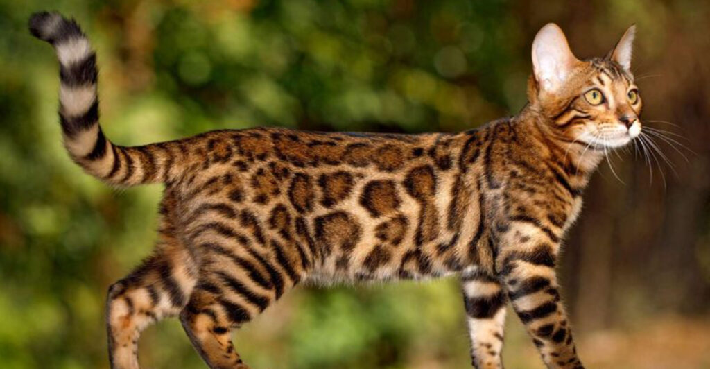 Looking For A House Cat? These 16 Breeds Are Top Tier