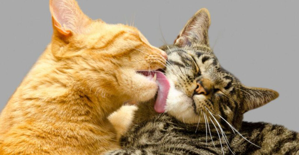 Male Vs. Female Cats: 12 Important Differences You Should Know