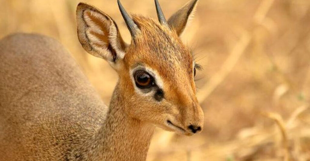 Meet Africa’s Most Adorable Antelope – 15 Facts About The Dik-Dik
