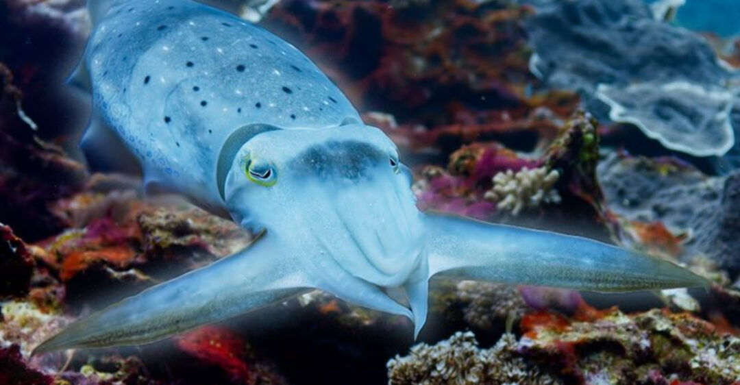 More Than Just Ink: Inside The Surprising World Of The Cuttlefish