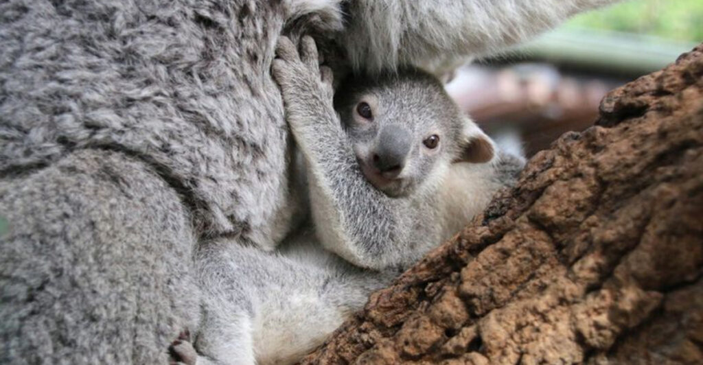 National Wild Koala Day: Things You Didn't Know About Baby Koalas