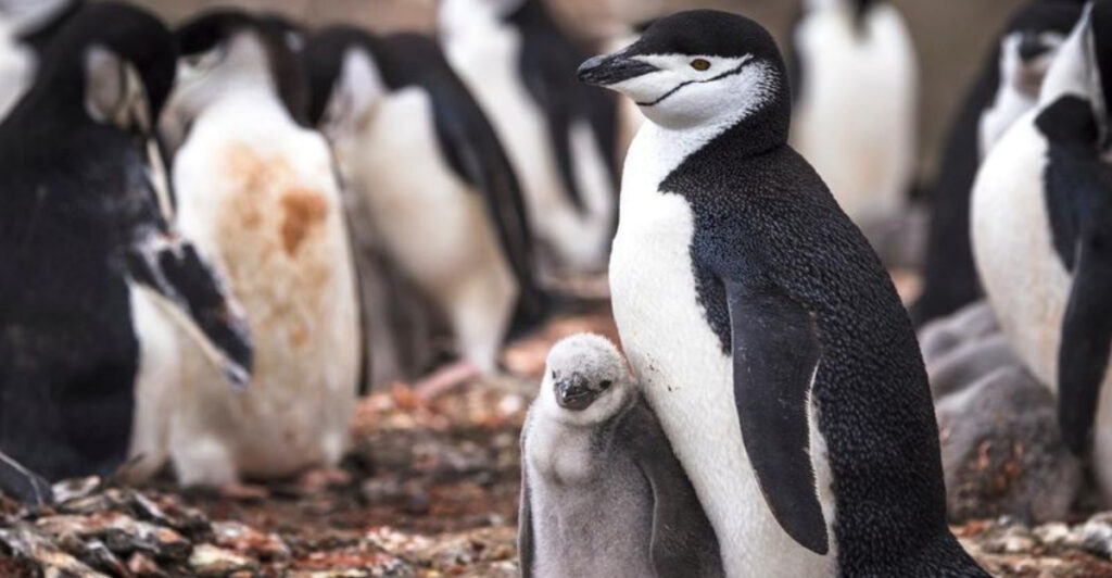 Nature’s Gentle Creatures: 20 Wild Animals Known For Their Kindness