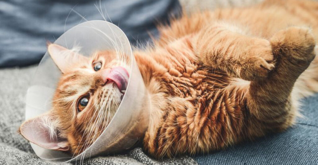 15 Reasons Why You Should Spay/Neuter Your Cat