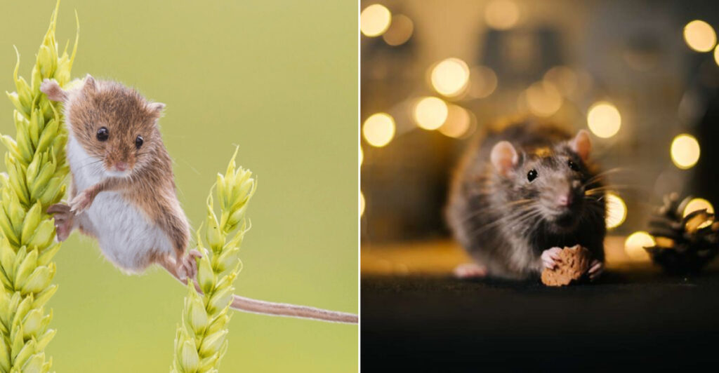 Rat Vs Mouse: Major Differences, Identification And More