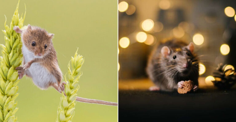Rat Vs Mouse: Major Differences, Identification And More Rat Vs Mouse: Major Differences, Identification And More