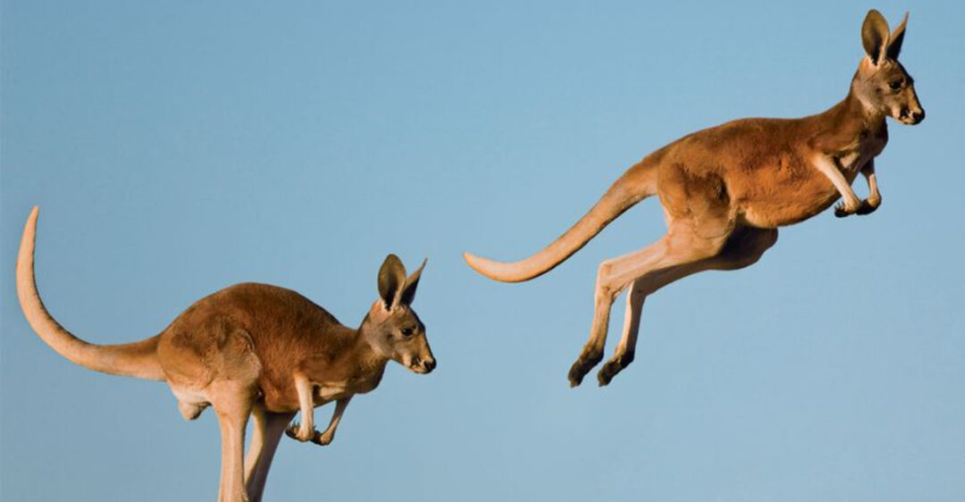 Reasons Why Kangaroos Use Their Tails For Balance