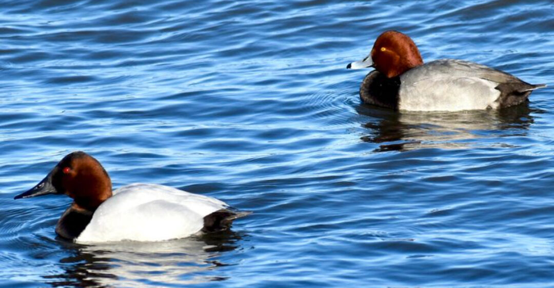Redhead VS Canvasback: Duck Identification