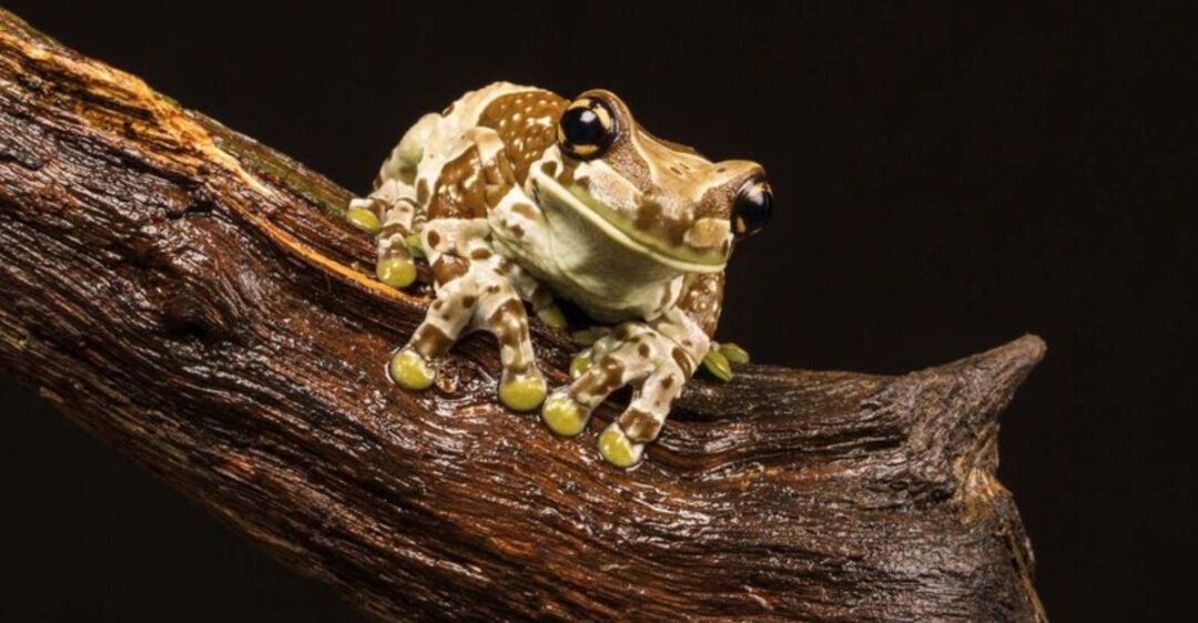 Scientists Stunned By 19 Never-Before-Seen Species Found In Peru