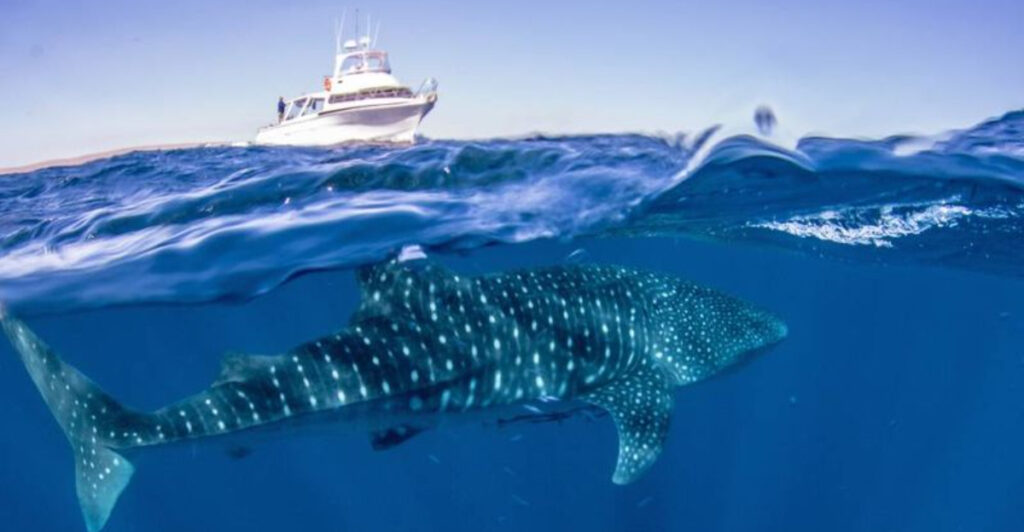 The 12 Largest Sharks Found In The Atlantic Ocean Ranked