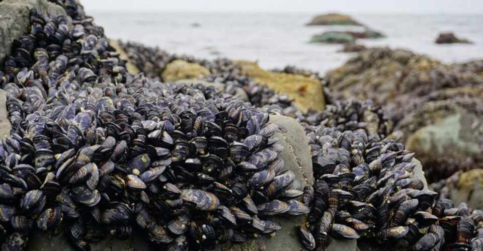 The 15 Most Common Creatures In Tide Pools