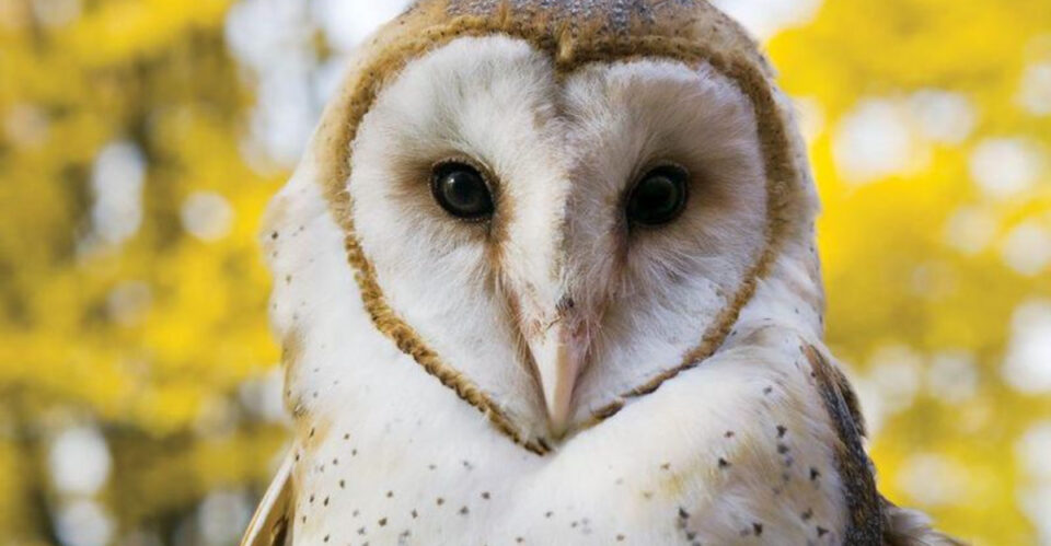 The 17 Most Incredible Owl Facts