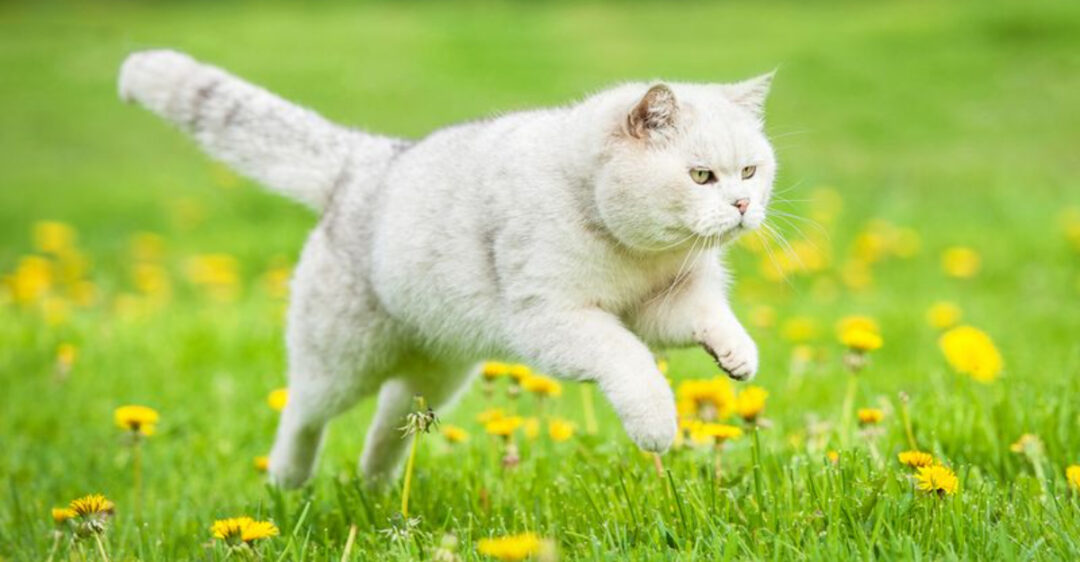 The 23 Most Resilient And Healthy Cat Breeds